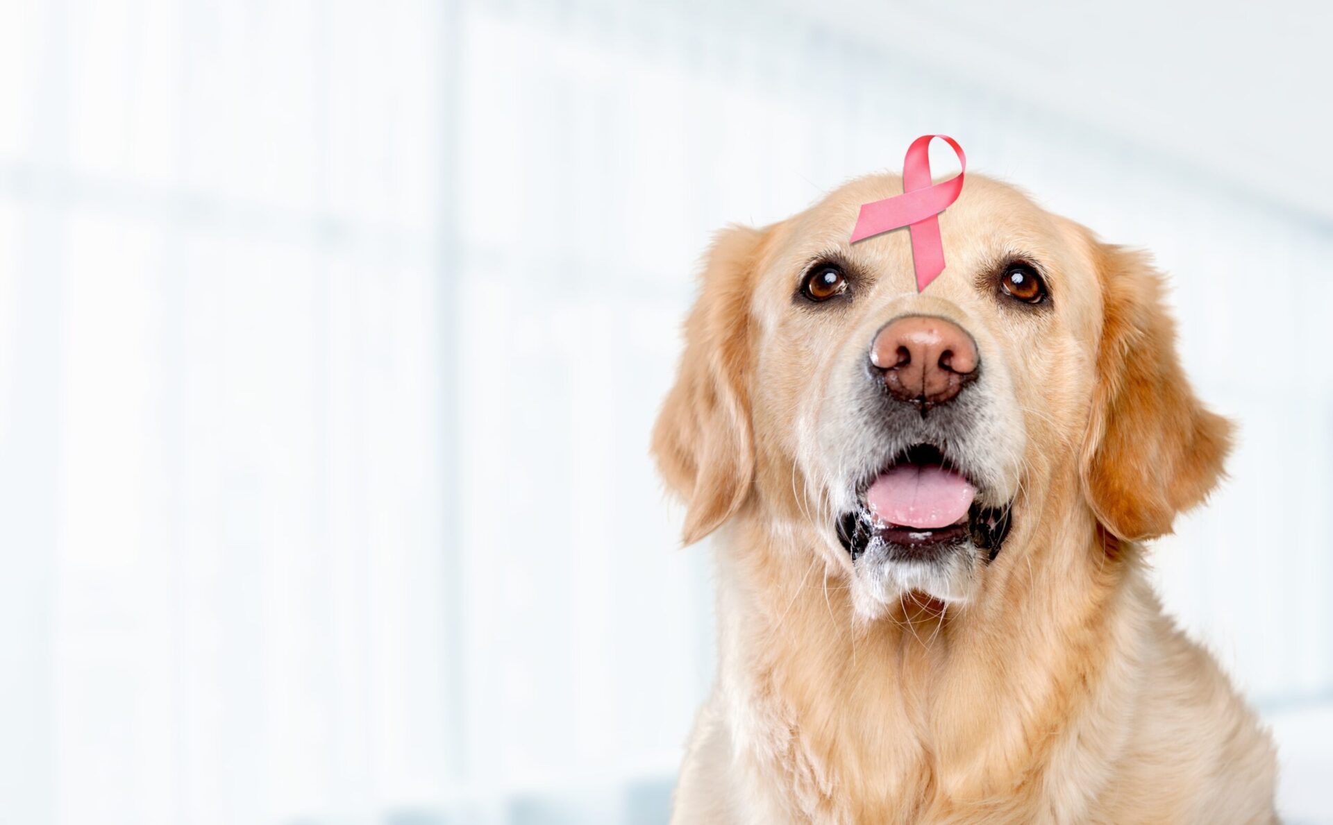 Breast Cancer in Dogs - Aston Veterinary Hospital