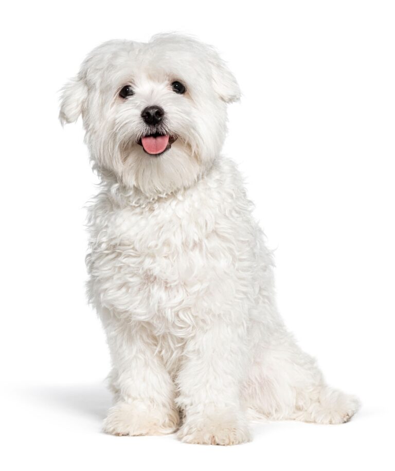Veterinarian | Media, PA | Aston Veterinary Animal Hospital